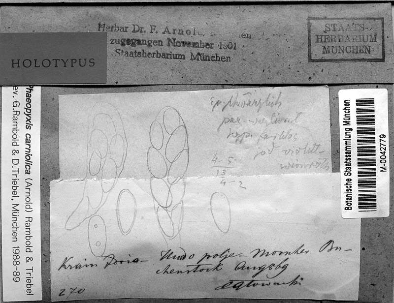 Phaeopyxis carniolica (Arnold) Rambold & Triebel