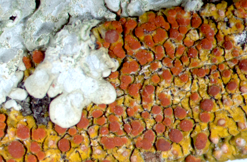 Pyxine cocoes (Sw.) Nyl.