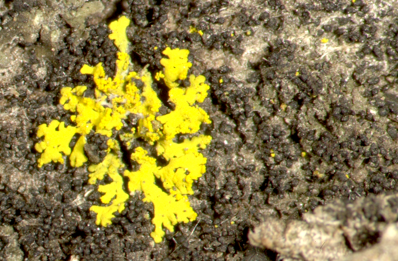 Pyxine cocoes (Sw.) Nyl.