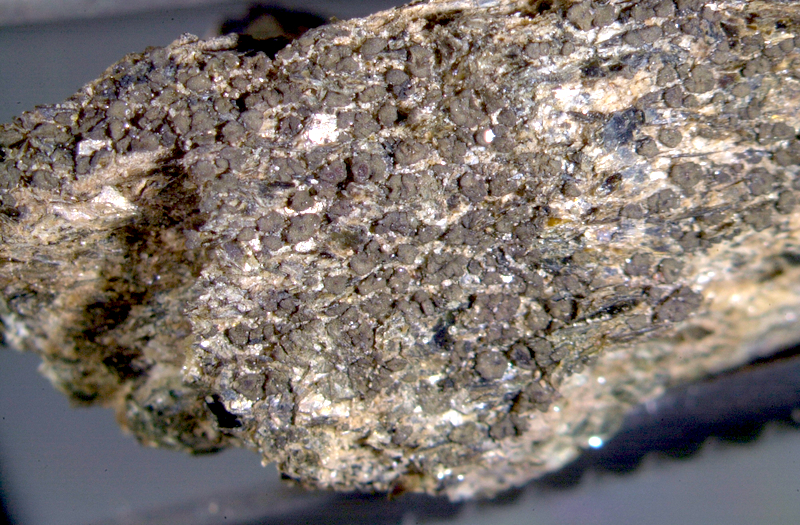 Peltula obscurans (Nyl.) Gyeln.