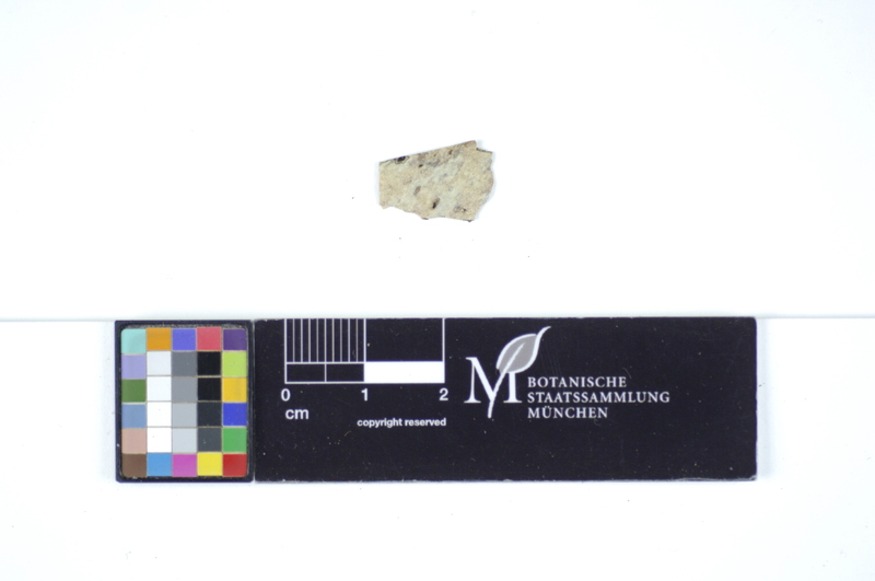 Hyphoderma transiens (Bres.) Parmasto