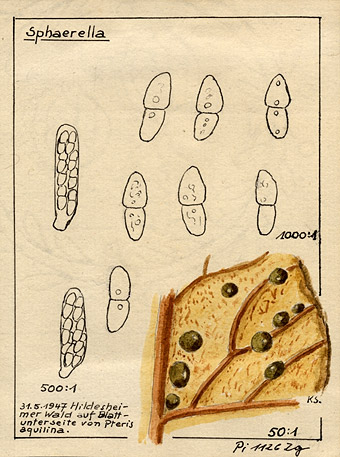 Sphaerella (Fr.) Rabenh., 1856