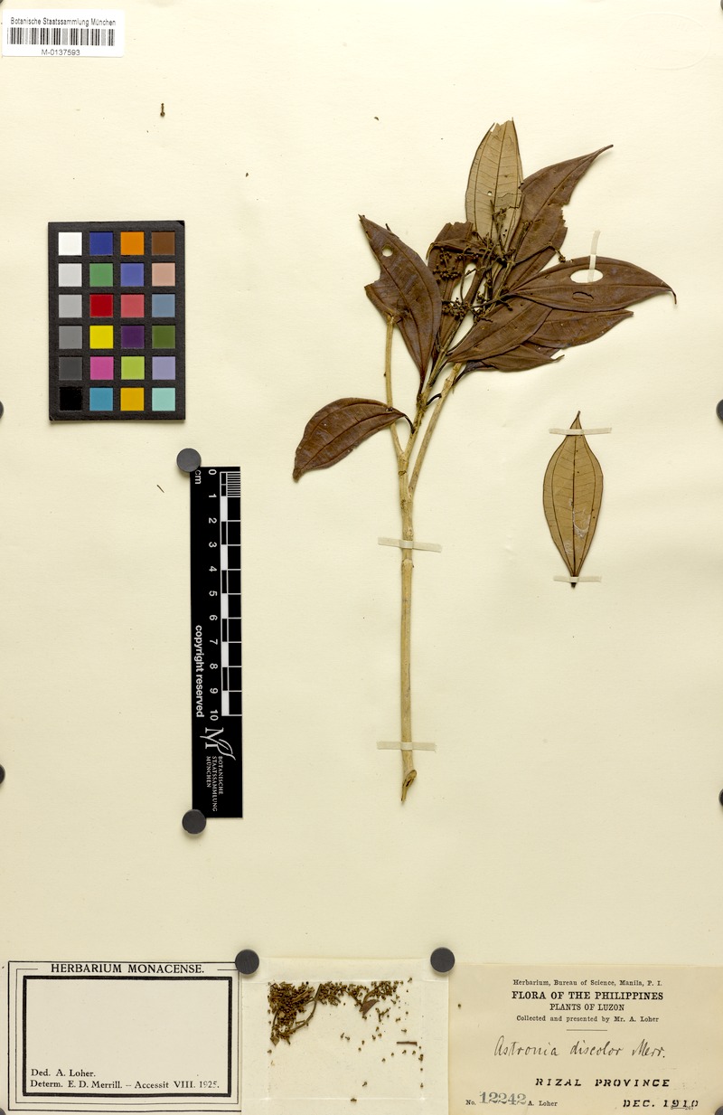 Astronia cumingiana var. bicolor (Merr.) Maxwell