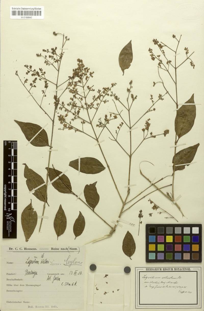 Ligustrum robustum subsp. walkeri (Decne.) P.S.Green