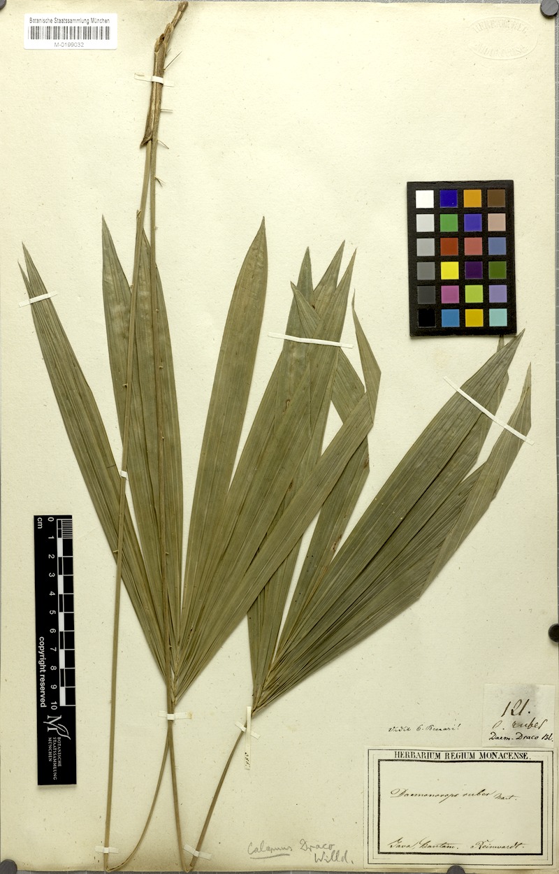 Calamus ruber Reinw. ex Mart.