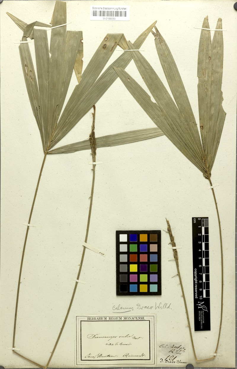 Calamus ruber Reinw. ex Mart.