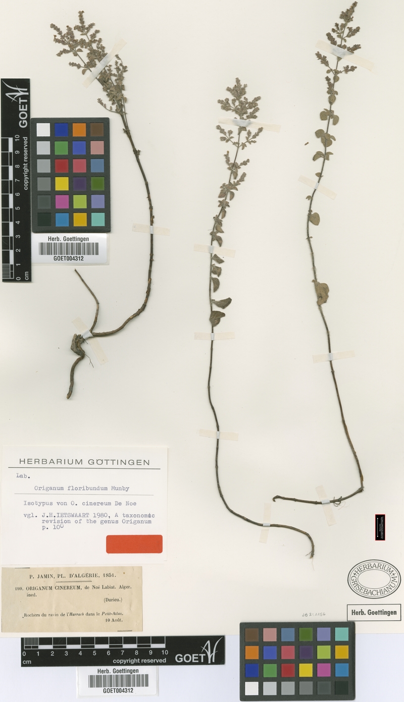 Origanum floribundum Munby