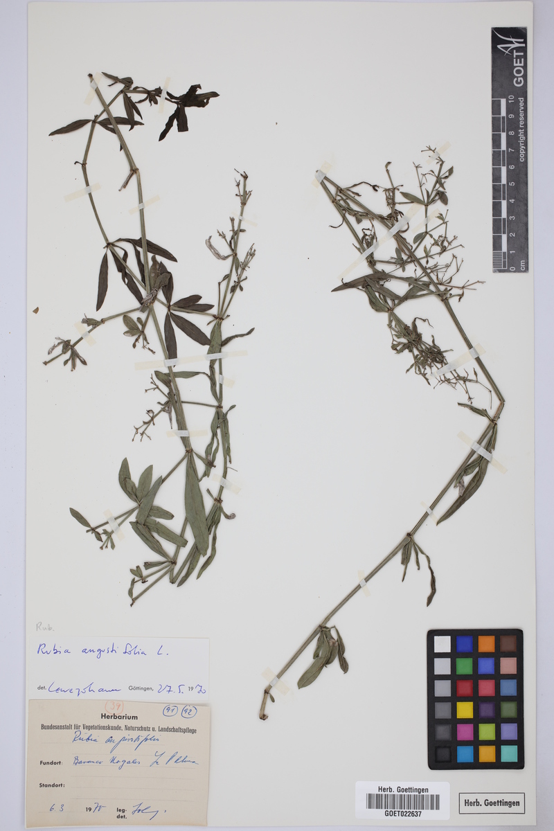 Rubia angustifolia L.