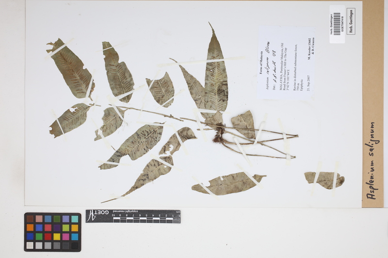 Asplenium salignum Blume