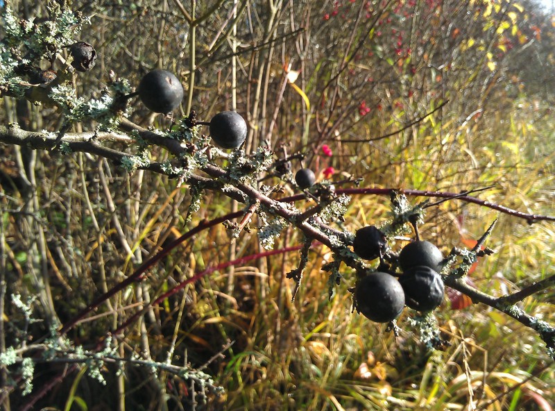 Xanthoria polycarpa (Hoffm.) Rieber