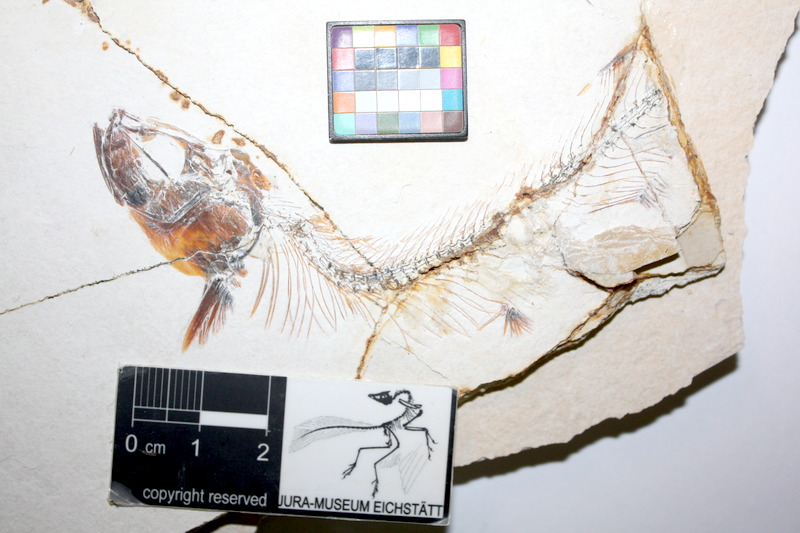 Allothrissops mesogaster (Agassiz, 1844)