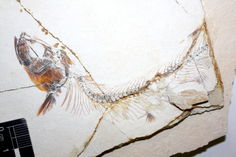 Allothrissops mesogaster (Agassiz, 1844)