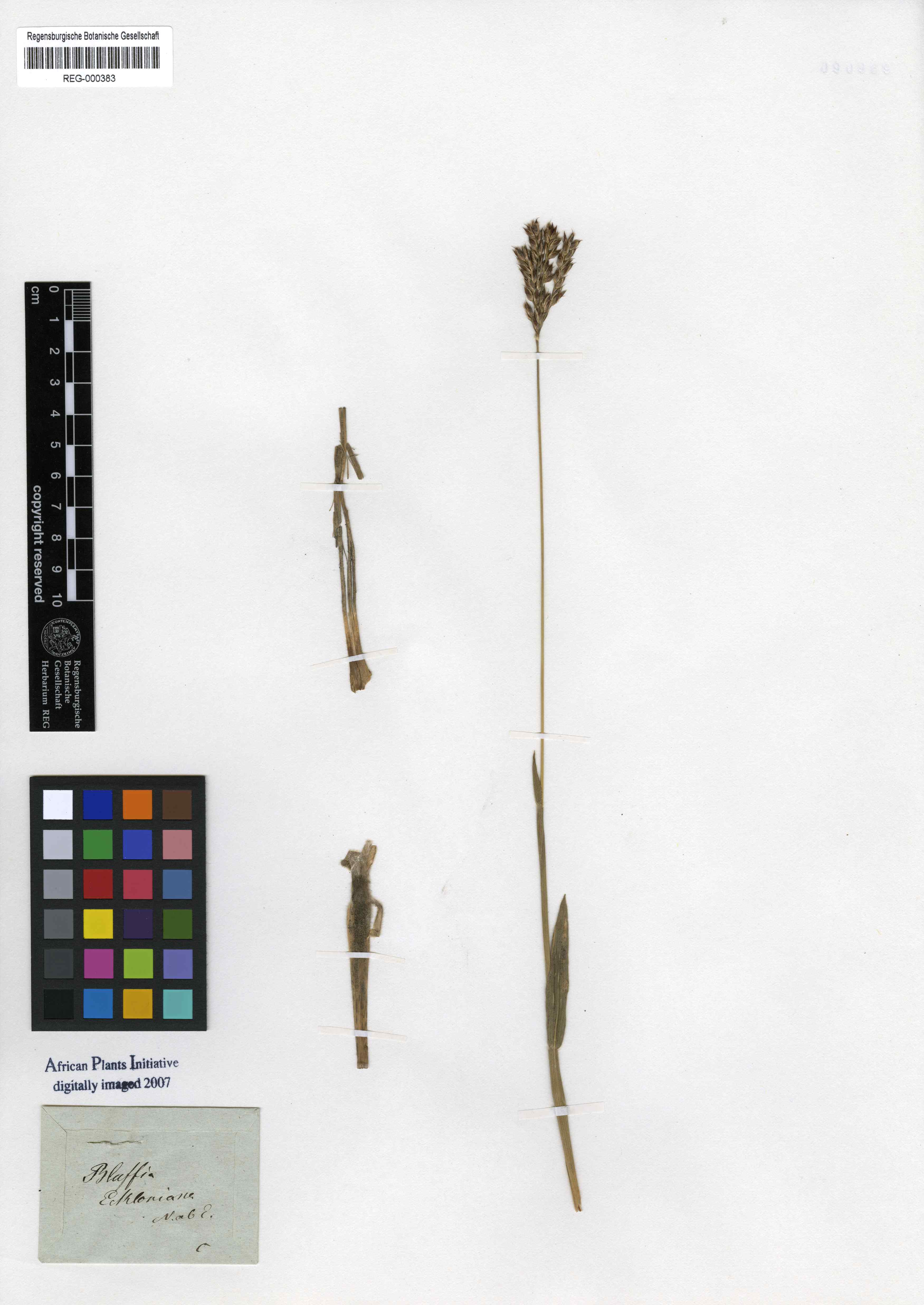Alloteropsis semialata subsp. eckloniana (Lehm.) Gibbs Russ.