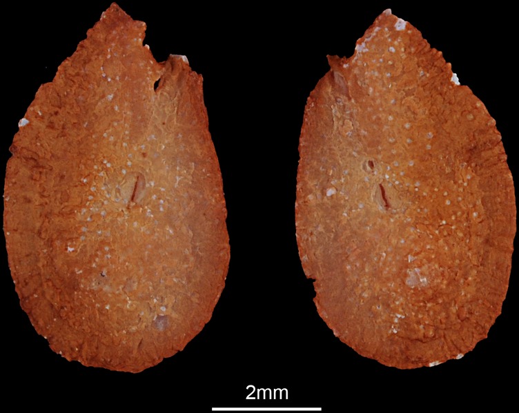 Citharinus citharus (Geoffroy Saint-Hilaire, 1809)