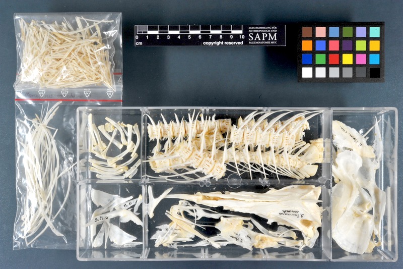 Mormyrus caschive Linnaeus, 1758