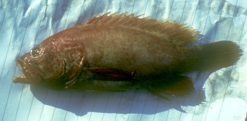 Cephalopholis aurantia (Valenciennes, 1828)