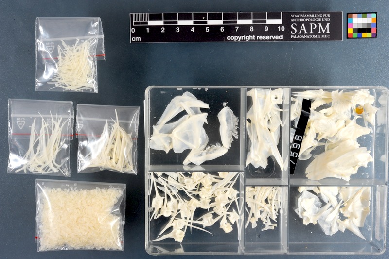 Petrus rupestris (Valenciennes, 1830)