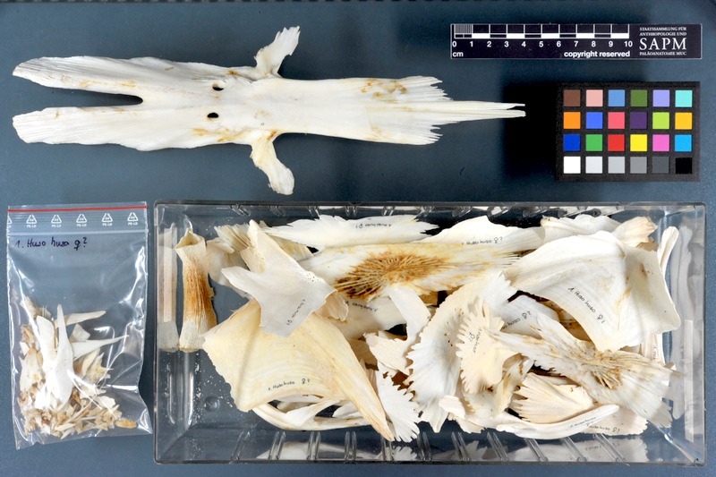 Huso huso (Linnaeus, 1758)