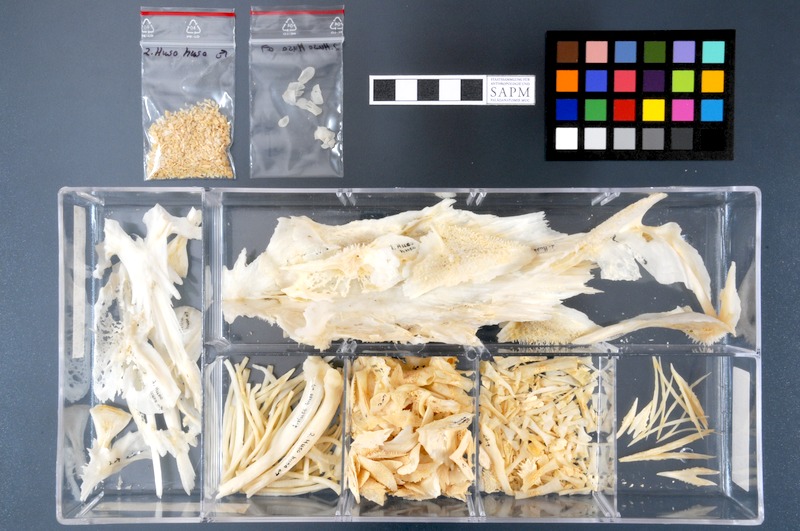 Huso huso (Linnaeus, 1758)