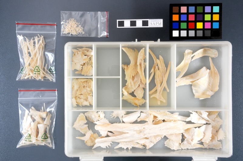 Huso huso (Linnaeus, 1758)