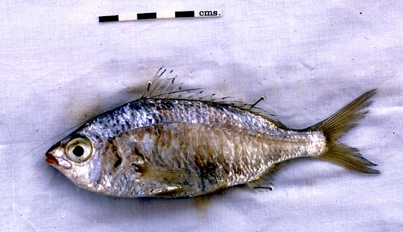 Equulites elongatus (Günther, 1874)