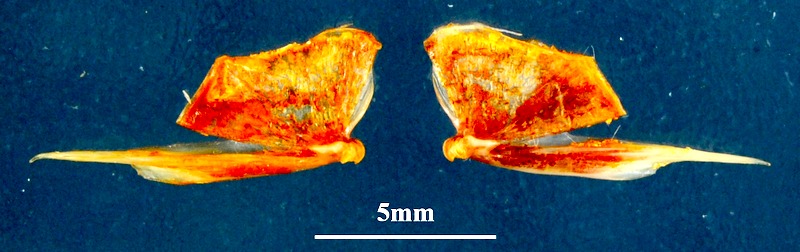 Chelon saliens (Risso, 1810)