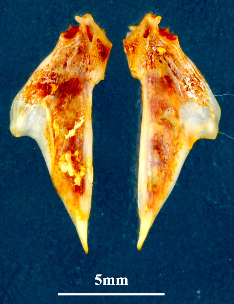 Chelon saliens (Risso, 1810)