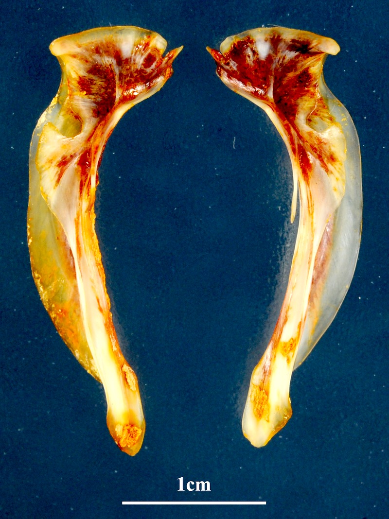 Chelon saliens (Risso, 1810)
