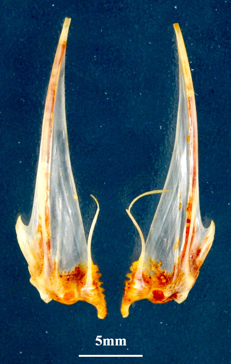 Chelon saliens (Risso, 1810)