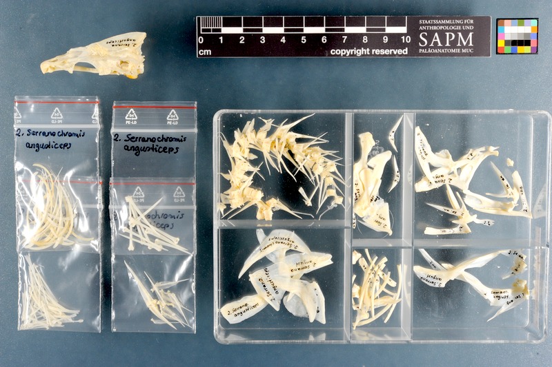 Serranochromis angusticeps (Boulenger, 1907)