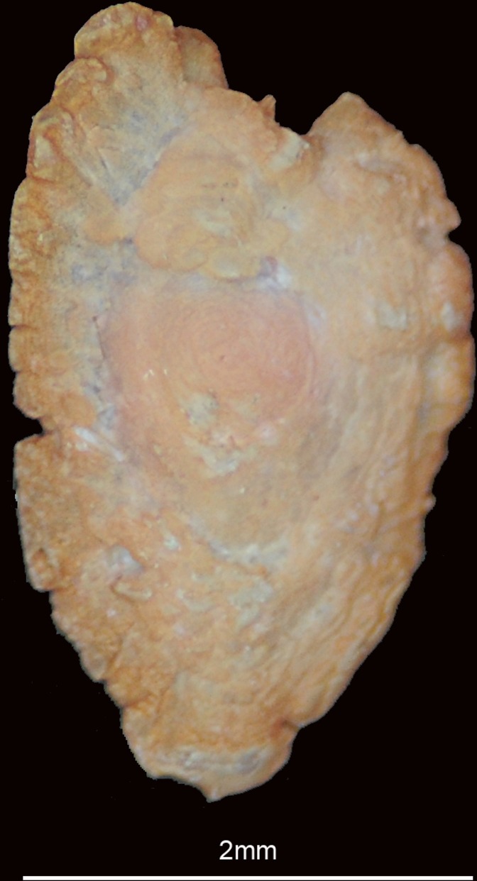 Thryssa setirostris (Broussonet, 1782)