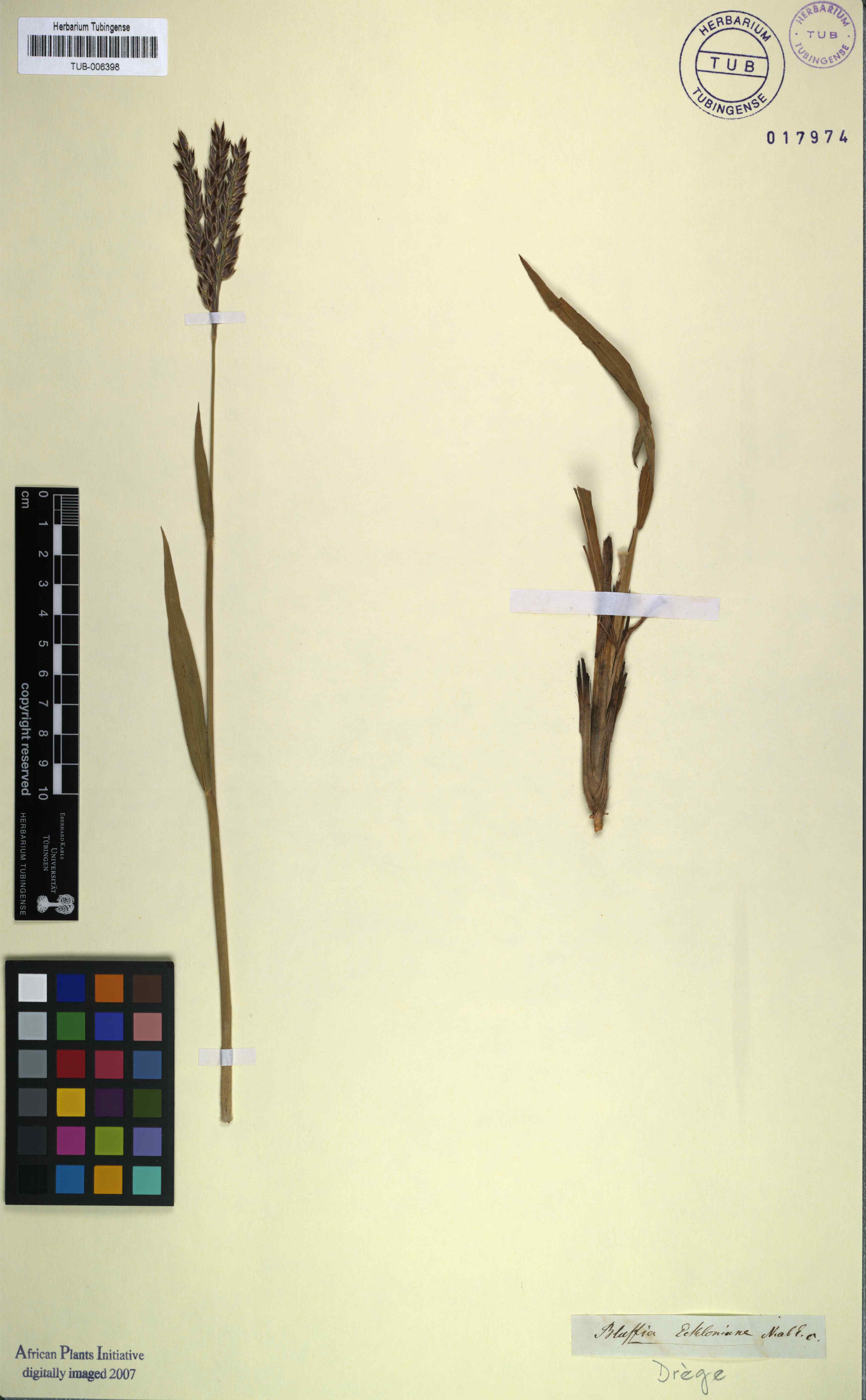 Alloteropsis semialata subsp. eckloniana (Lehm.) Gibbs Russ.