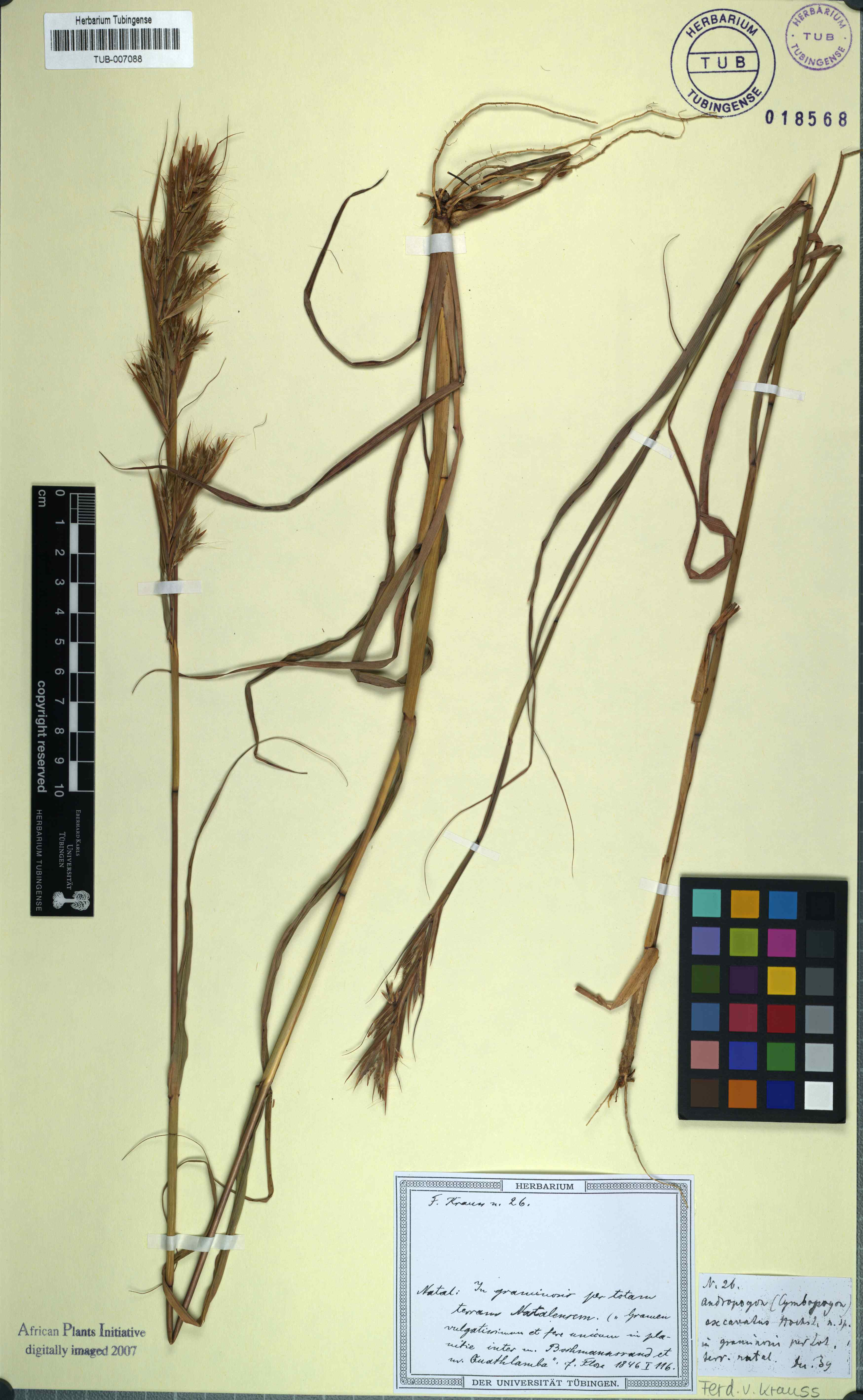 Andropogon schoenanthus L.